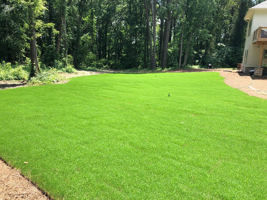2 Billion Square Feet of TifTuf | Drought-Tolerant Lawn