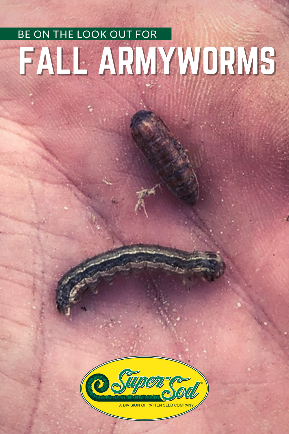 Fall Armyworms in Lawns | Insect & Pest Control