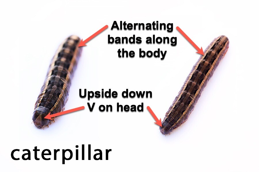 Fall Armyworms in Lawns | Insect & Pest Control