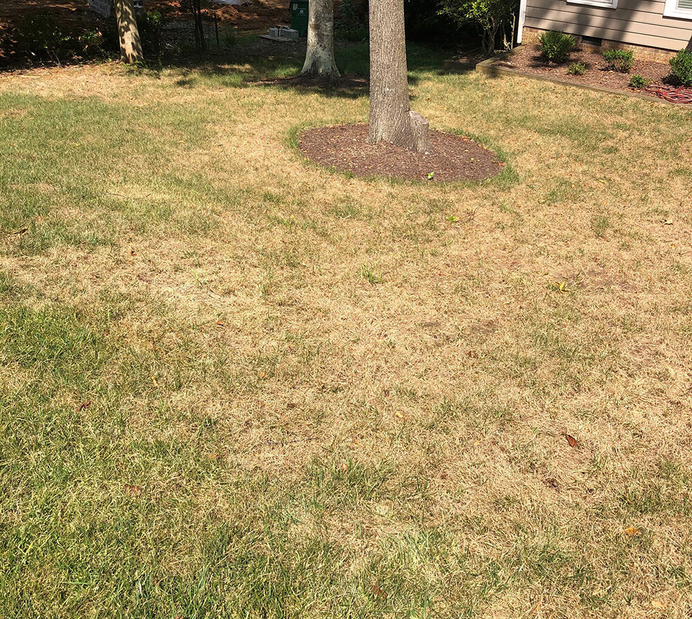 Fall Armyworms in Lawns | Insect & Pest Control