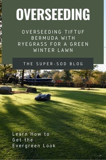 Overseeding Bermudagrass with Ryegrass | Lawn from Seed