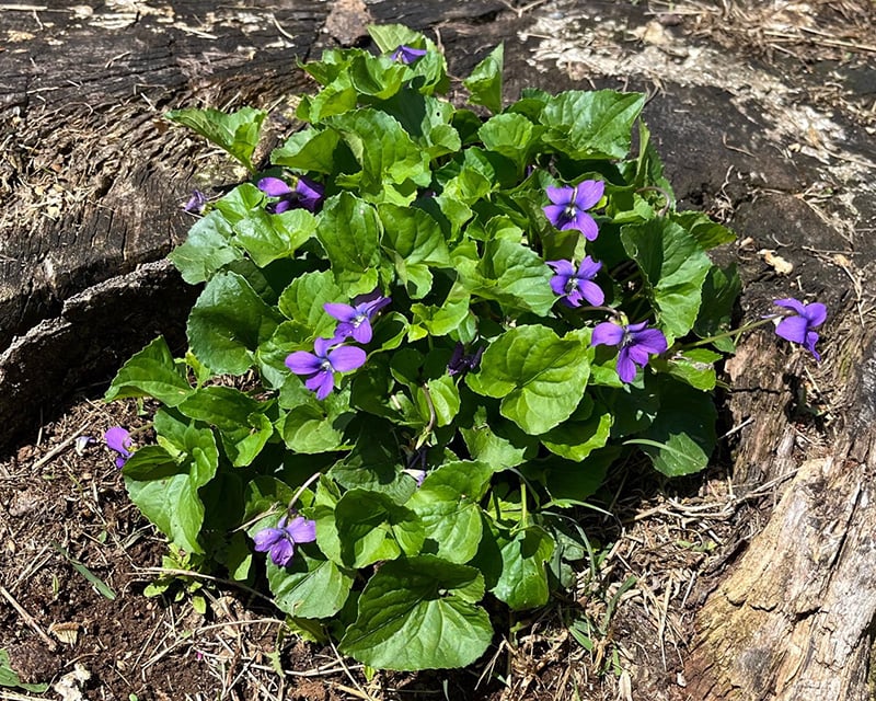 Get Rid of Violets in Your Lawn | Weed Control