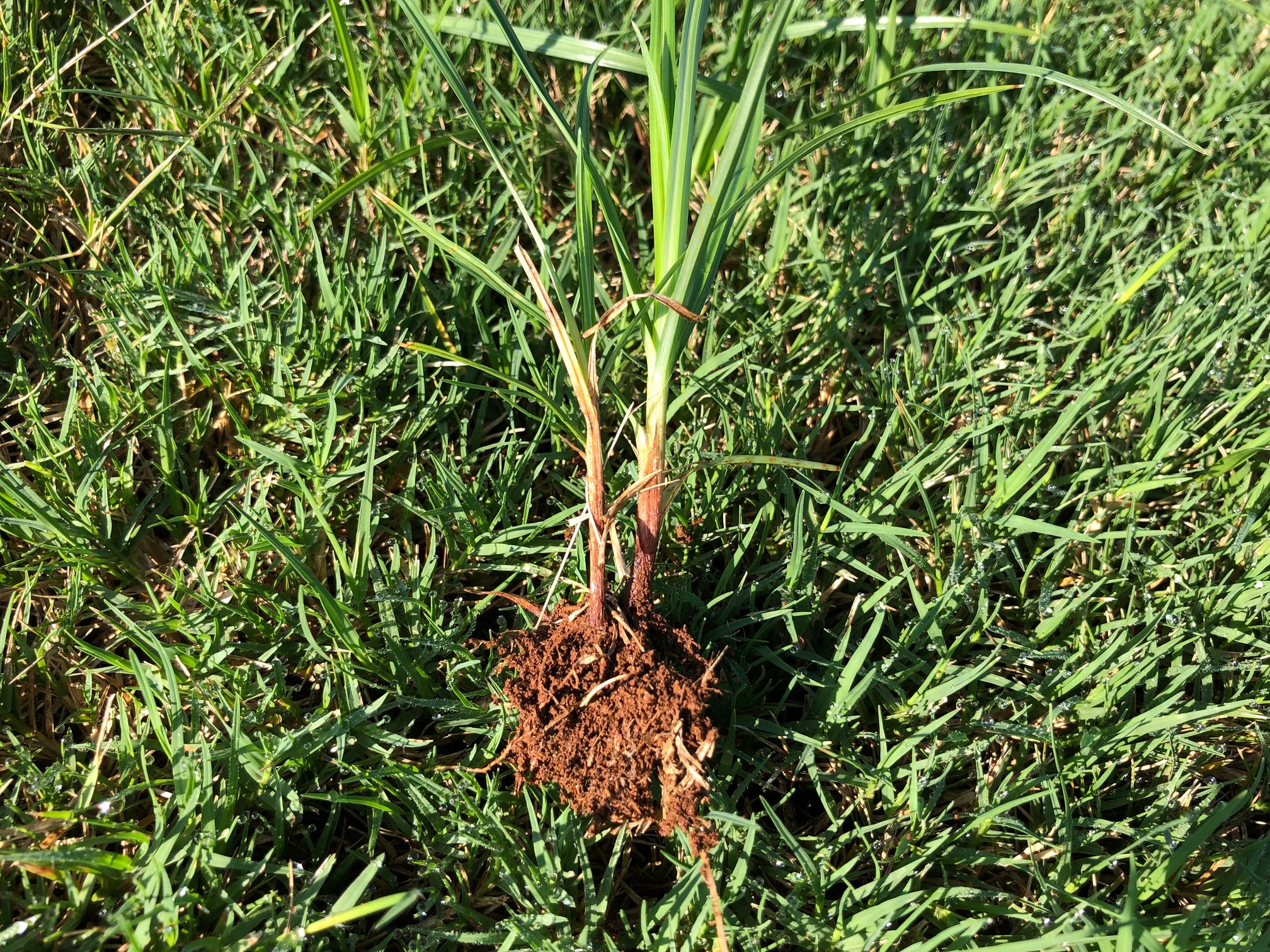 How to Get Rid of Nutsedge Weeds | Weed Control