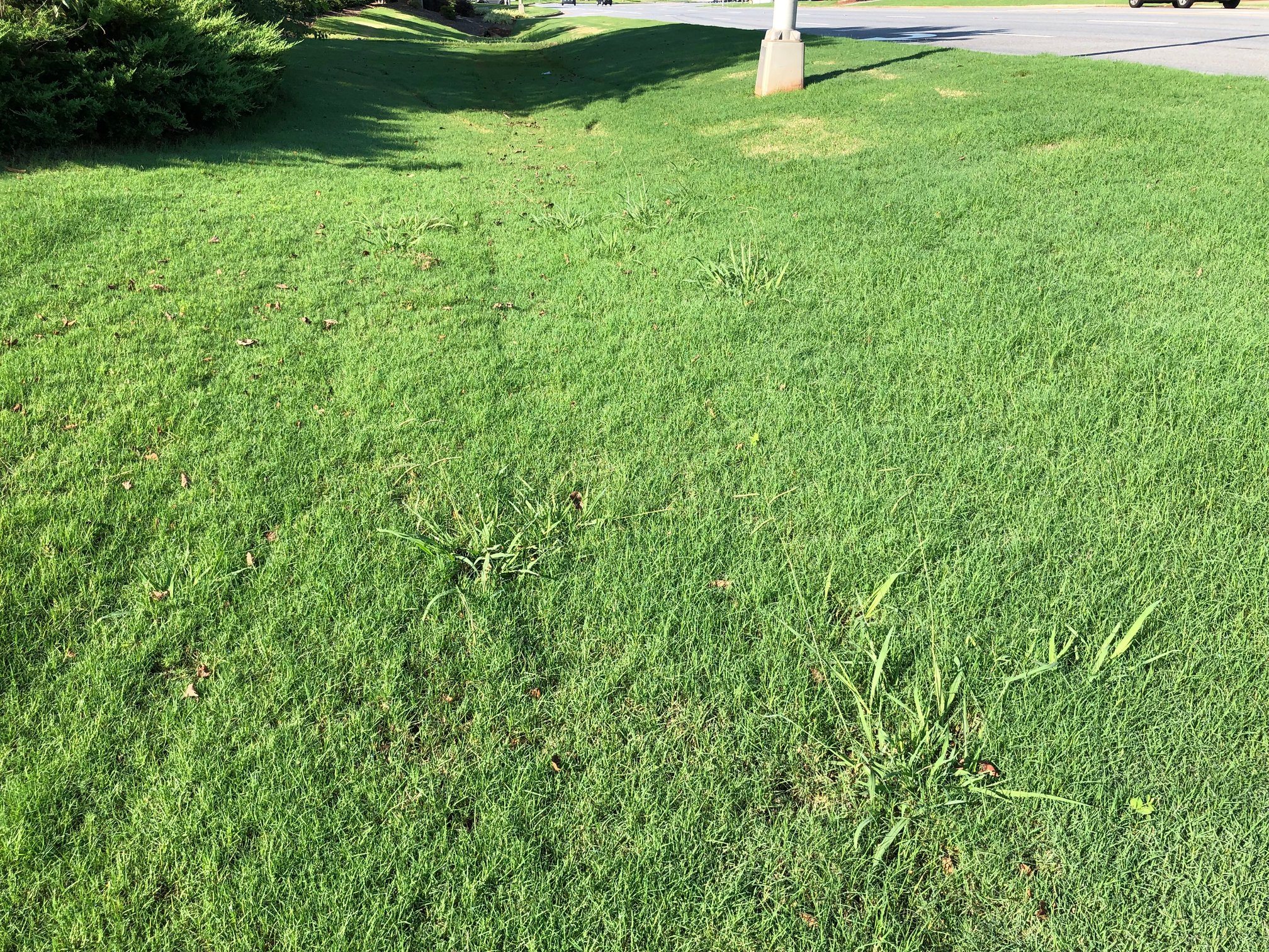 How to Get Rid of Dallisgrass Weeds | Weed Control