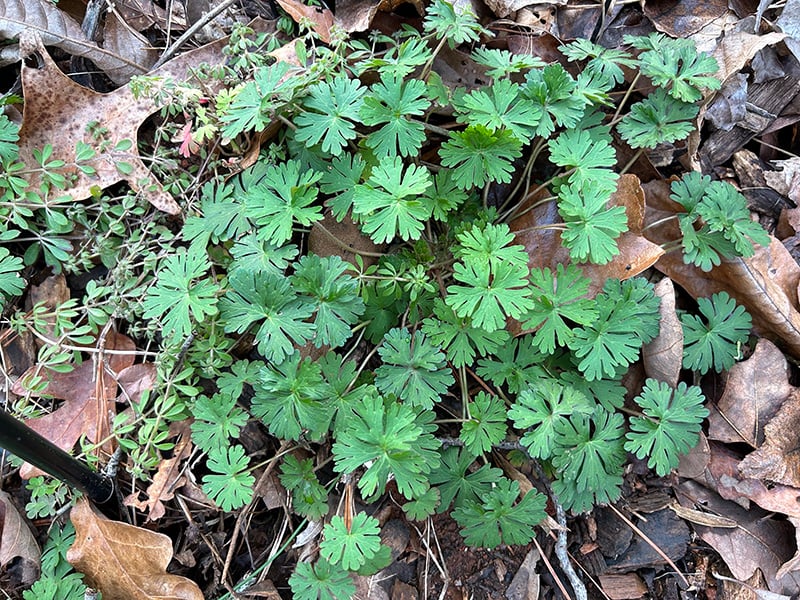 Getting Rid of Carolina Geranium Weeds | Weed Control Tips
