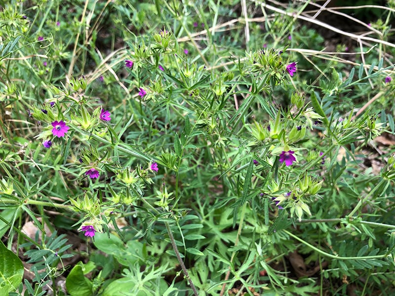 Getting Rid of Carolina Geranium Weeds | Weed Control Tips