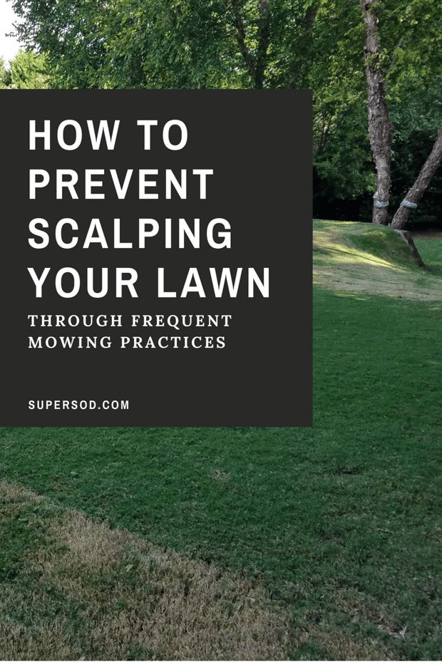 Frequent Mowing to Prevent Lawn Scalping
