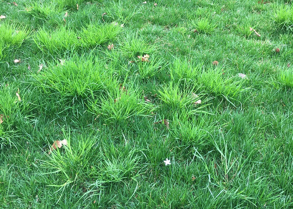 Weed Control: Getting Rid of Rough Bluegrass Weeds