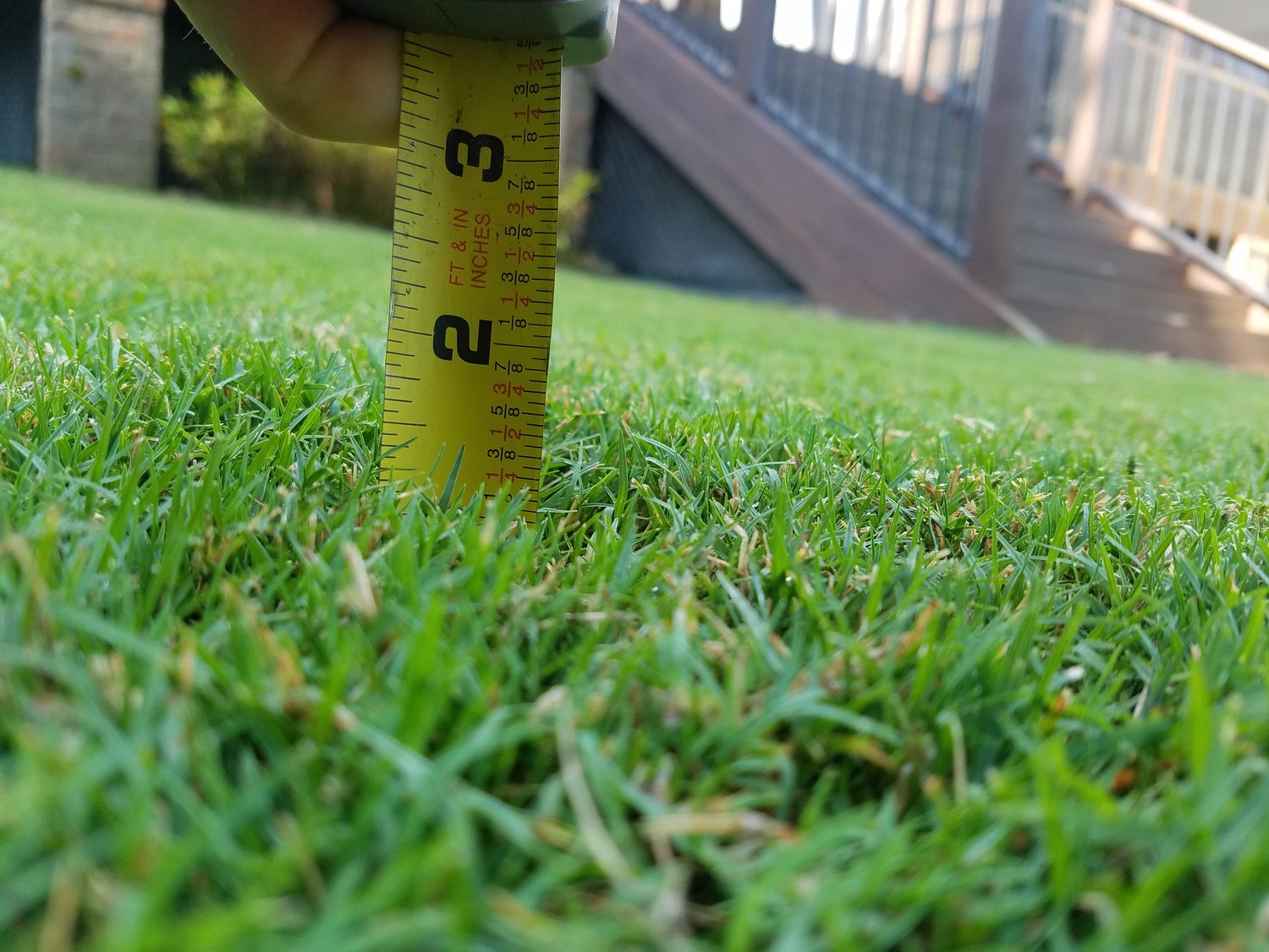 What to Consider When Choosing a Type of Grass for Your Lawn