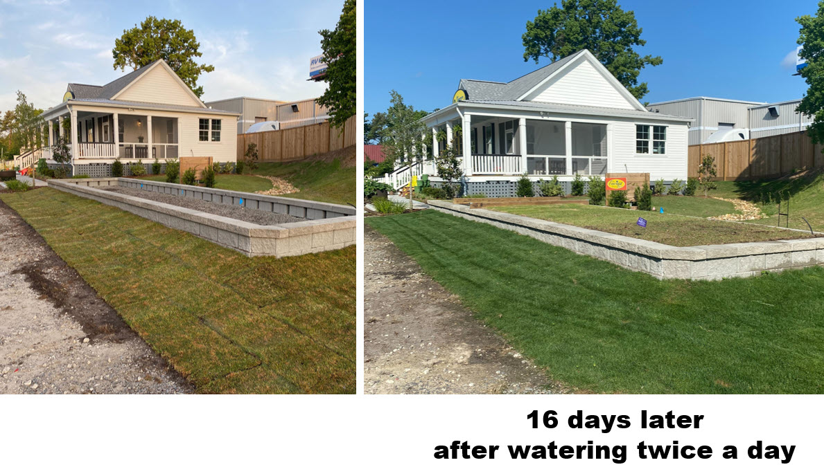 Will Yellow Sod Recover? | Lawn Care Watering Tips