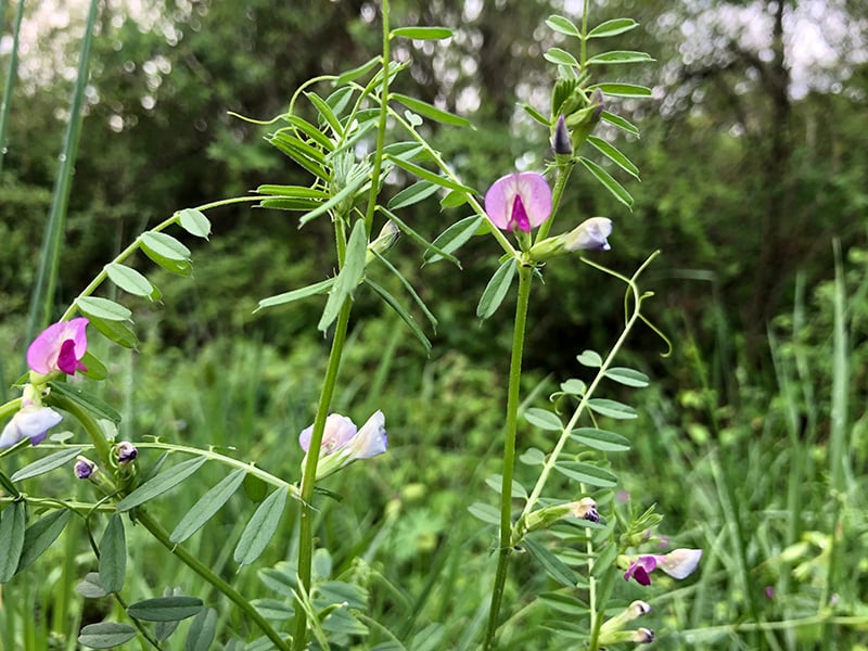 Getting Rid of Vetch Weeds | Weed Control