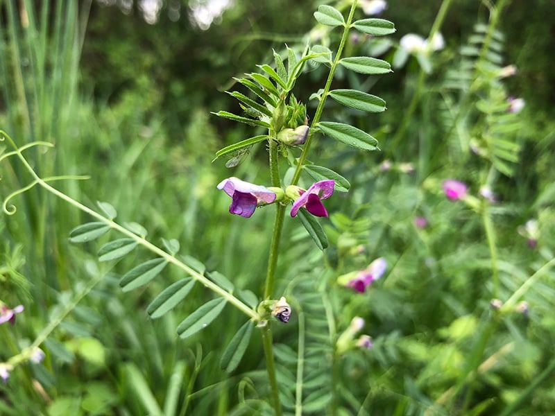 Getting Rid of Vetch Weeds | Weed Control