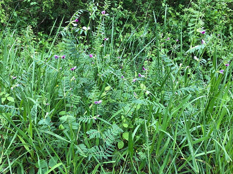 How to Get Rid of Vetch Weeds | Weed Control