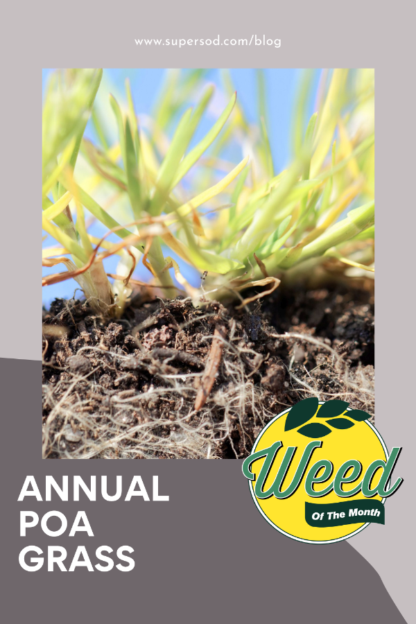 Weed Control: Getting Rid of Annual Poa Grass Weeds