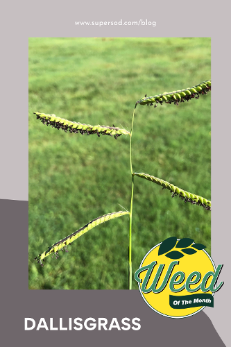 Getting Rid of Dallisgrass Weeds | Weed Control