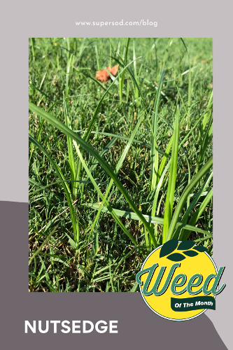 Getting Rid of Nutsedge Weeds | Weed Control