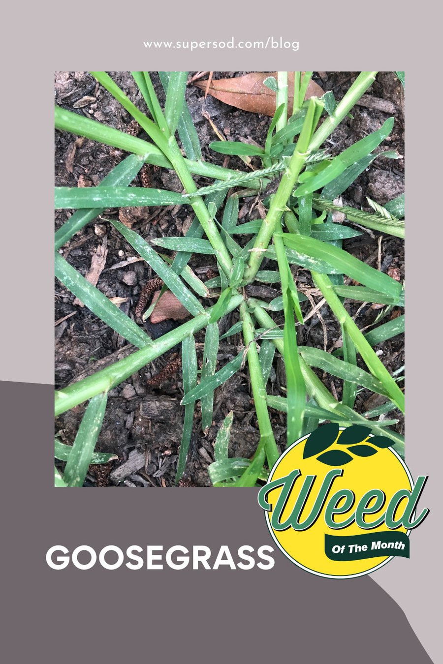 Getting Rid of Goosegrass Weeds | Weed Control