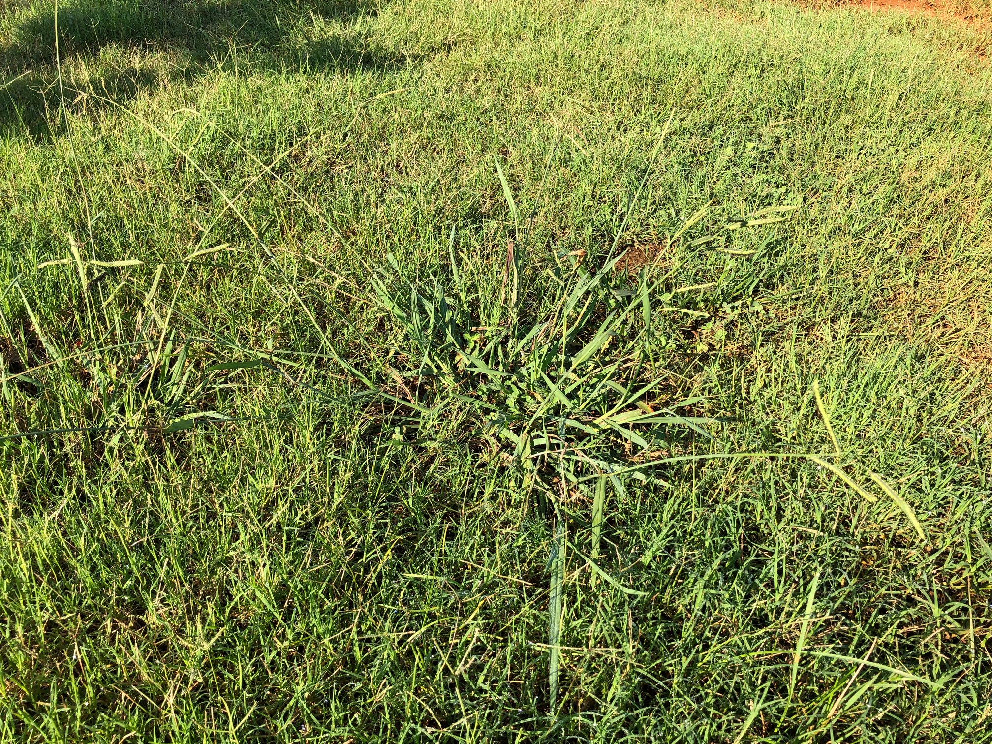 How to Get Rid of Dallisgrass Weeds | Weed Control