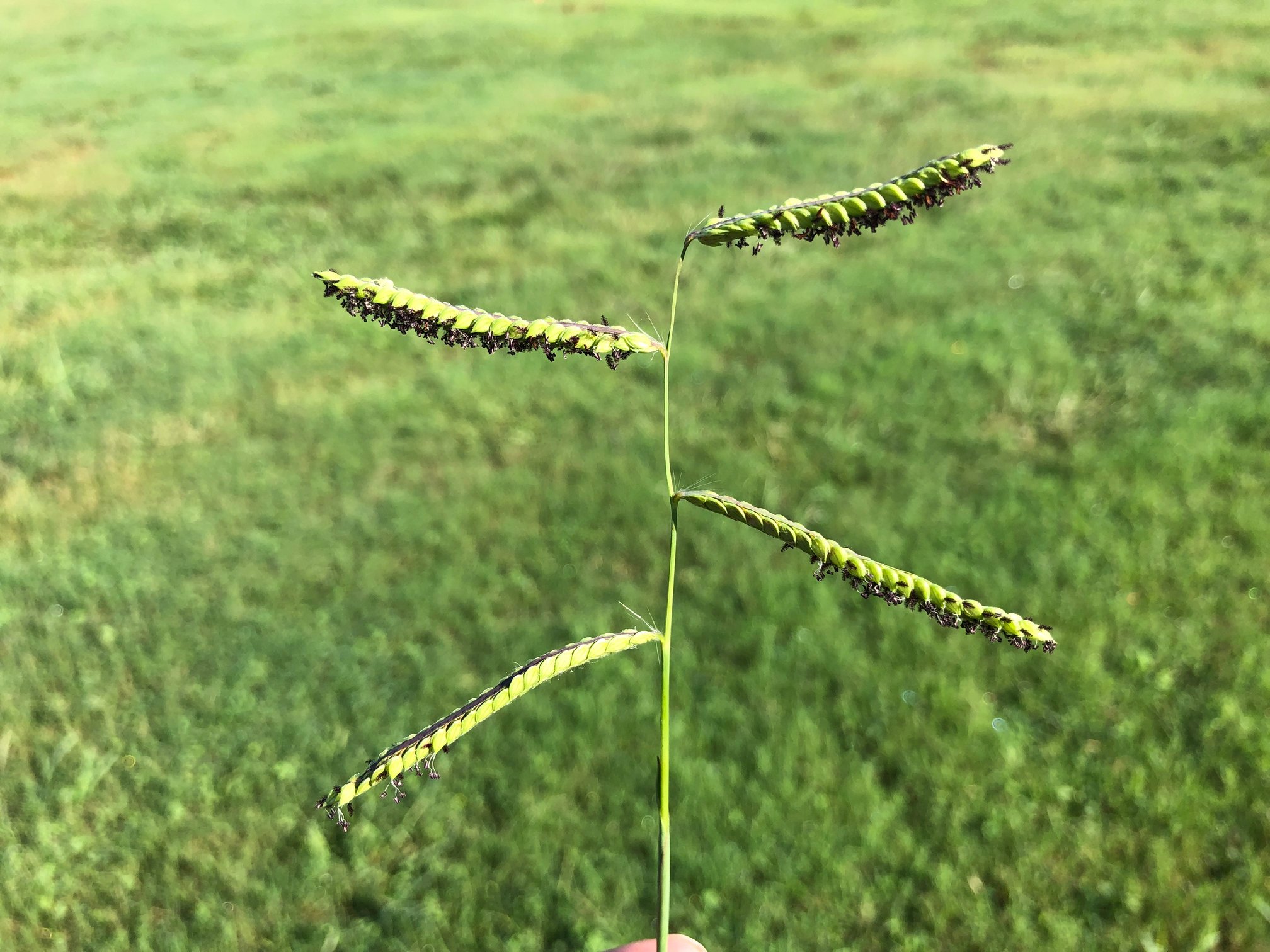 How to Get Rid of Dallisgrass Weeds | Weed Control