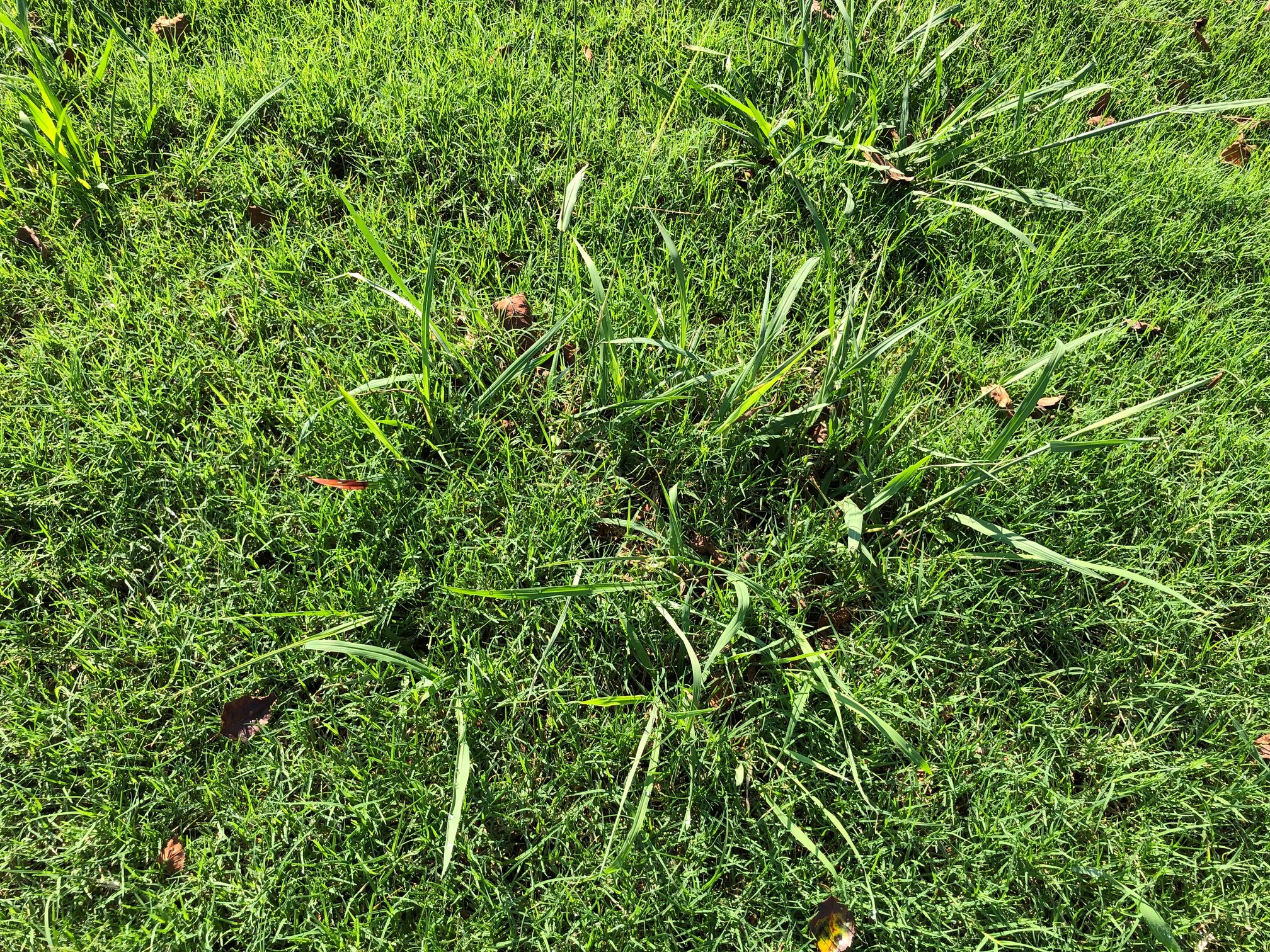 How to Get Rid of Dallisgrass Weeds | Weed Control