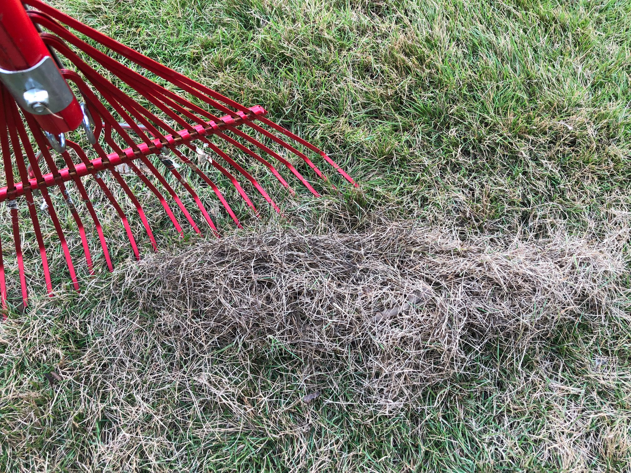 How and When to Dethatch a Lawn | Lawn Care Tips