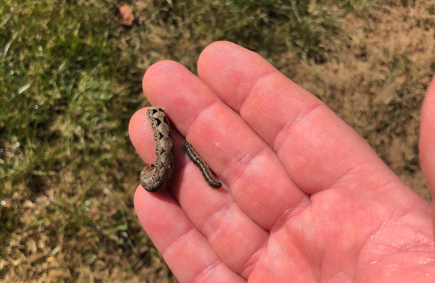 Fall Armyworms in Lawns - Identification & Treatment