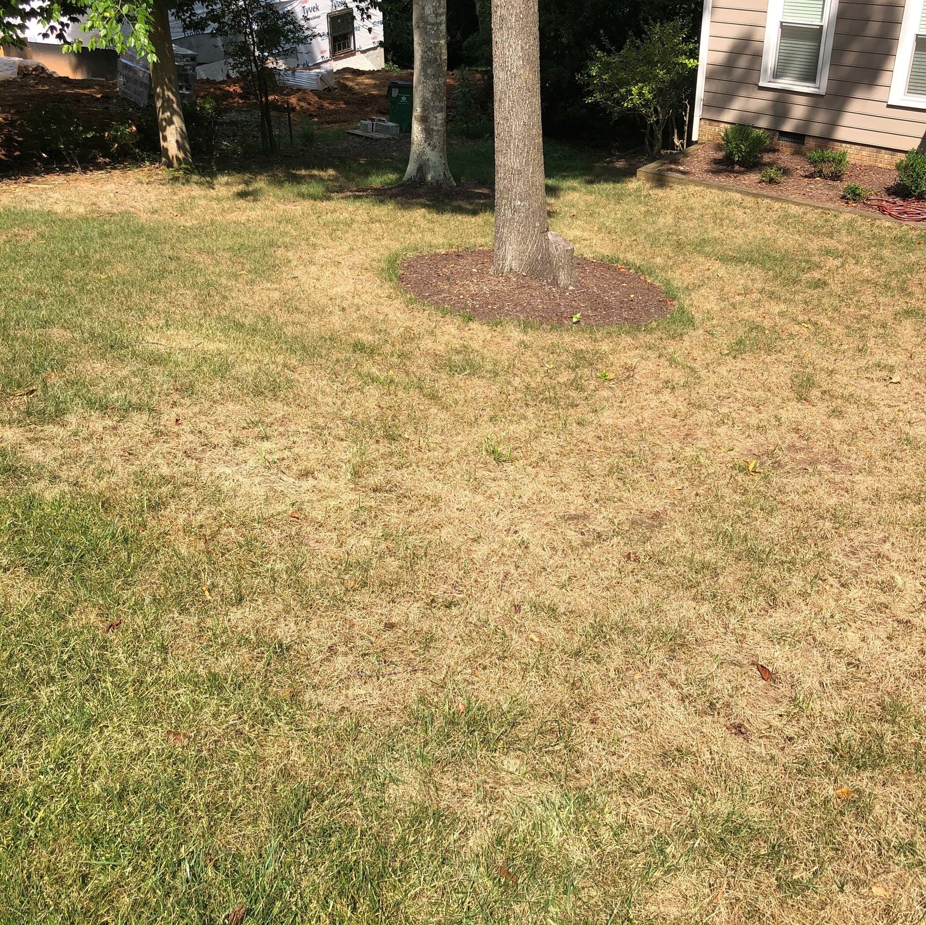 Fall Armyworms in Lawns - Identification & Treatment