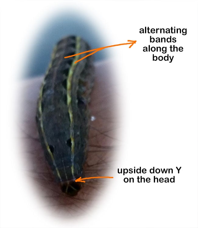 Fall Armyworms in Lawns - Identification & Treatment