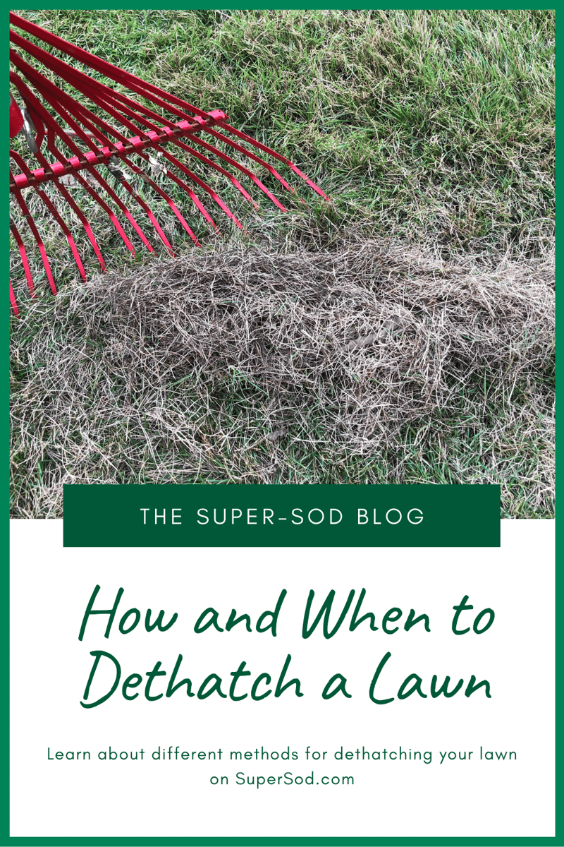 Dethatching Lawns | Lawn Care Tips