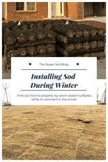 Sod Installation: Laying Sod in the Winter