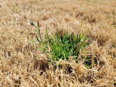 Weed Control: How to Get Rid of Annual Poa Grass Weeds