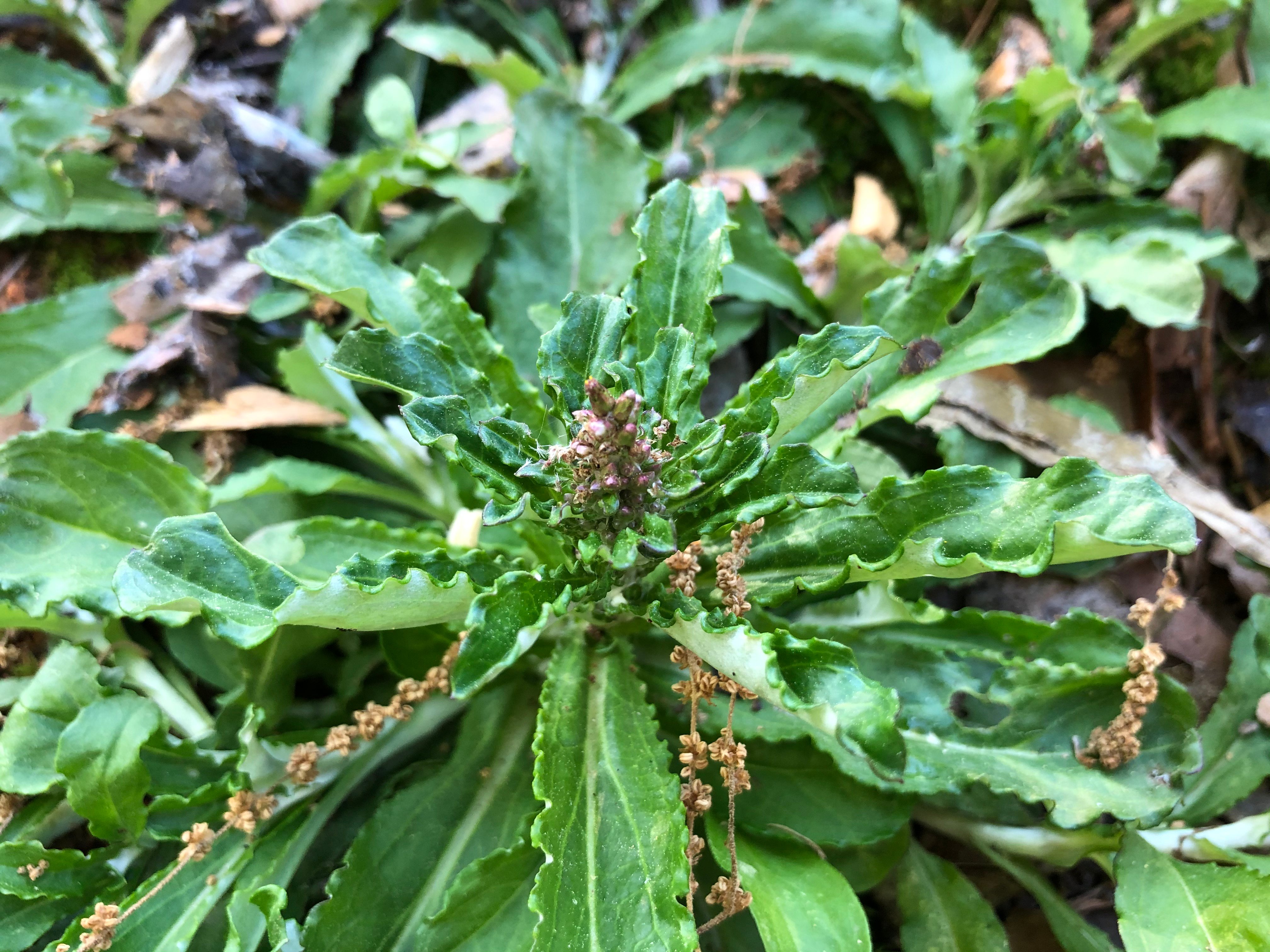 Getting Rid of Shiny Cudweed Weeds | Weed Control Tips