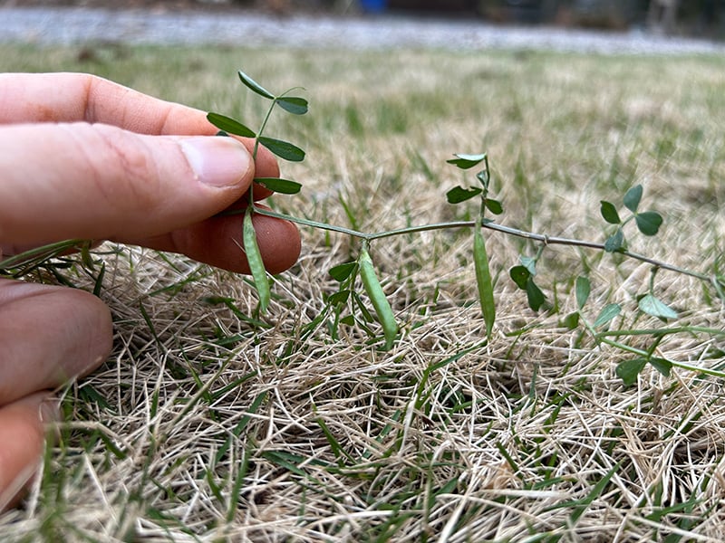 How to Get Rid of Vetch Weeds | Weed Control