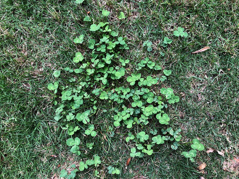 Getting Rid of White Clover Weeds | Weed Control