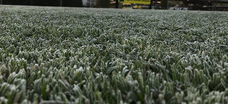 Winterizer Feed, Winterizer Fertilizer, or Not? Winter Lawn Care Tips