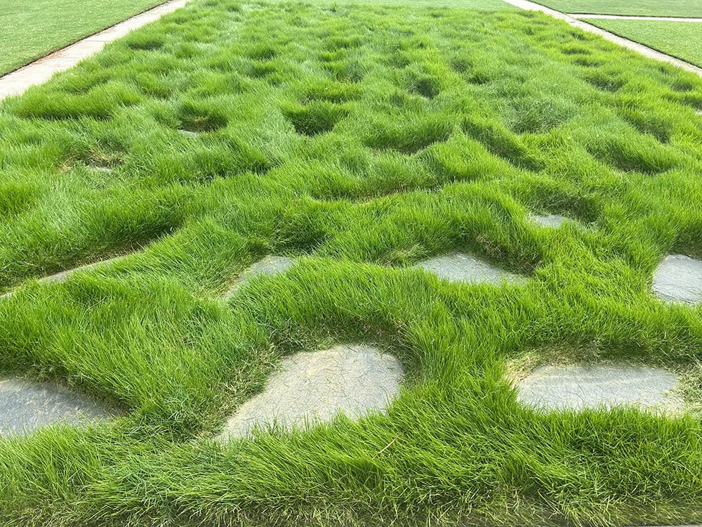 How to Grow a Long Unmowed Zoysia Lawn