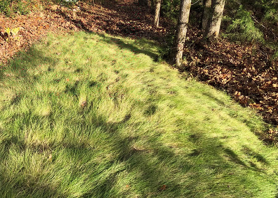 How to Grow a Long Unmowed Zoysia Lawn