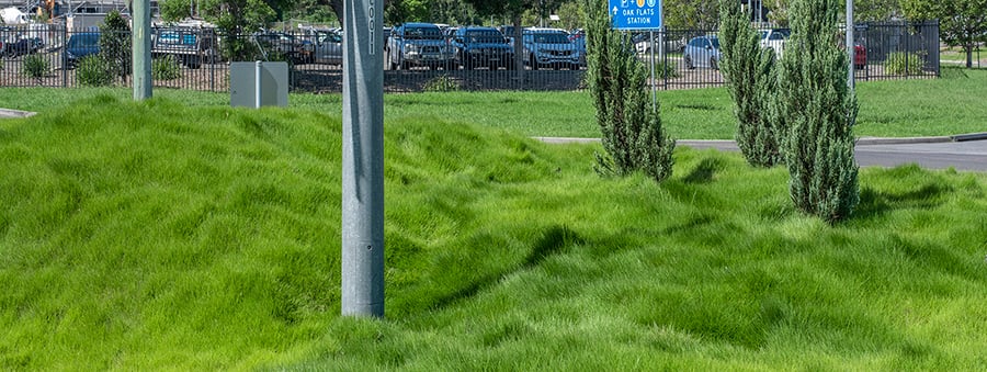 How to Grow a Long Unmowed Zoysia Lawn