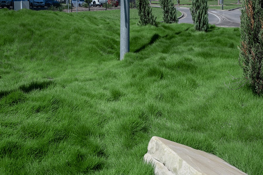 How to Grow a Long Unmowed Zoysia Lawn