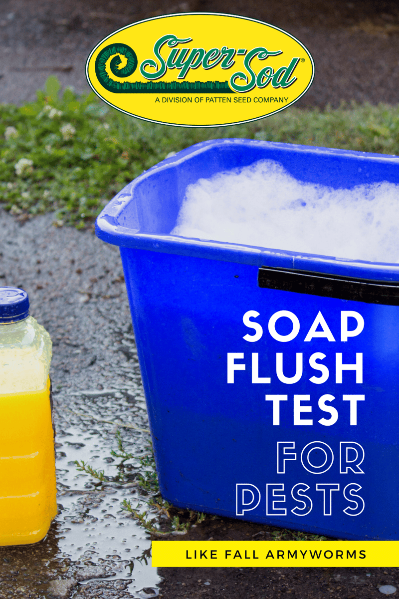 Soap Flush Test for Insect Pests in Lawns