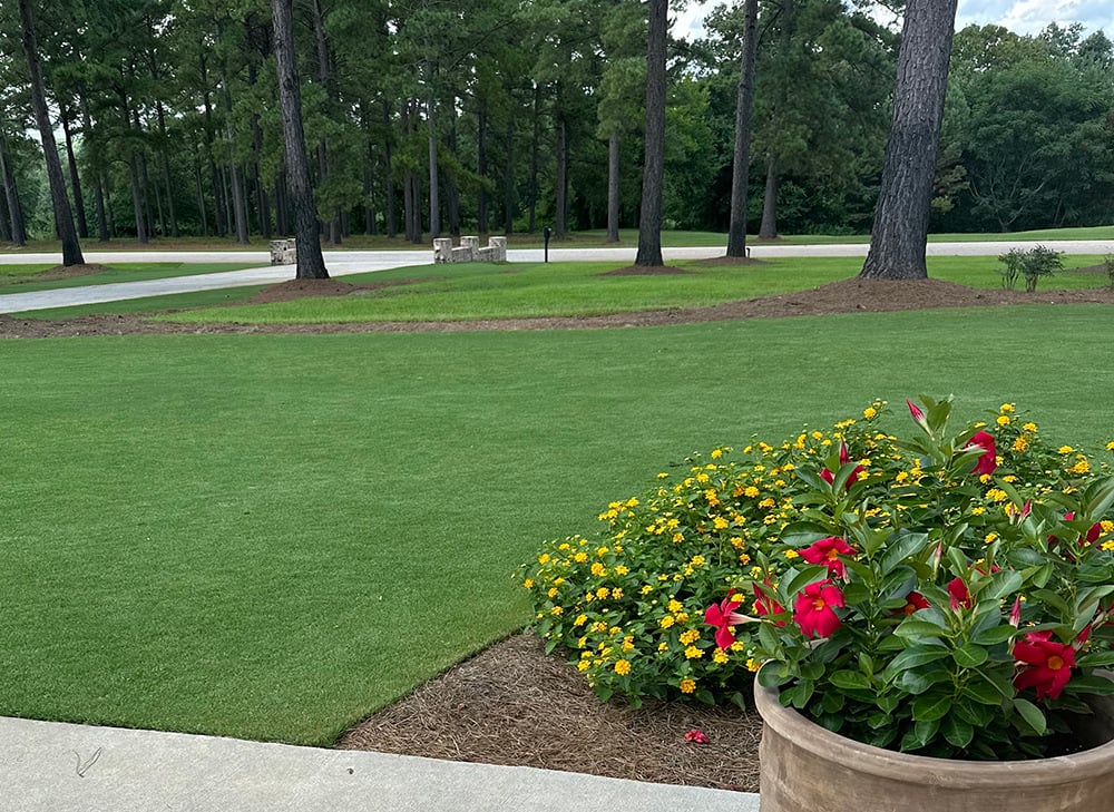 Lawn Care: How to Get Bermudagrass out of Centipedegrass