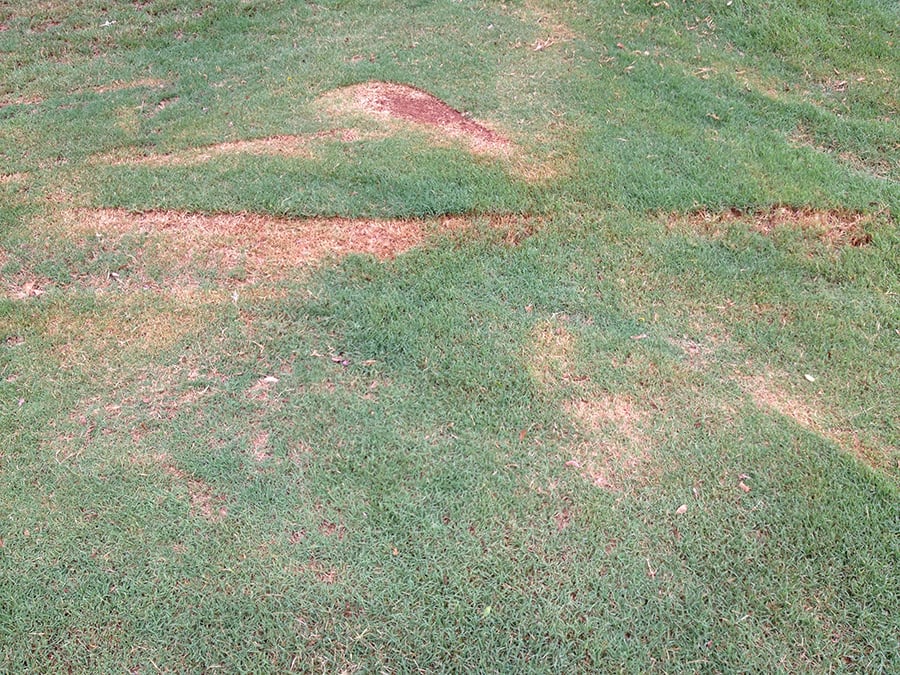 How to Stop Accidental Lawn Scalping | Lawn Care