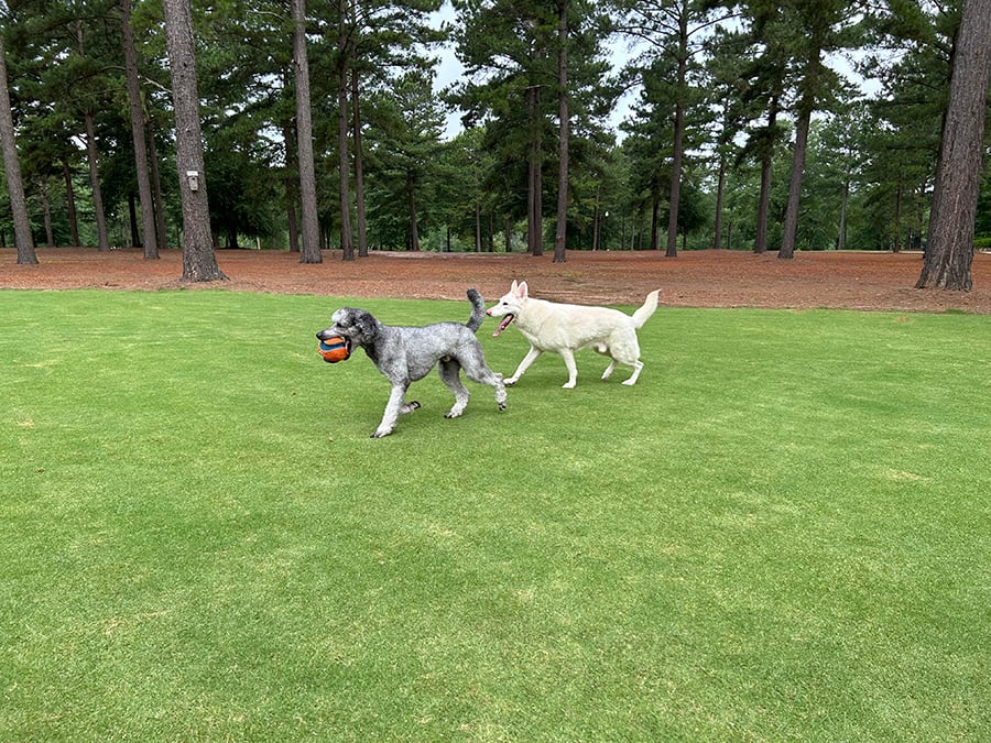 Control Weeds in Lawns with Pre-emergent Herbicide | Super-Sod Academy