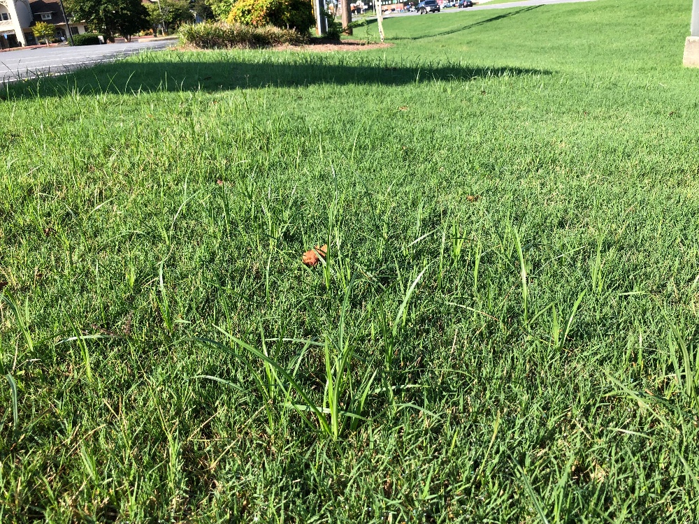 Getting Rid of Nutsedge Weeds | Weed Control