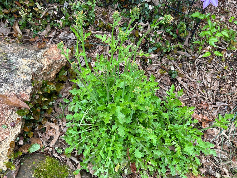 Weed Control: Getting Rid of Youngia False Hawksbeard Weeds