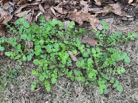 Weed Control: Getting Rid of Youngia False Hawksbeard Weeds