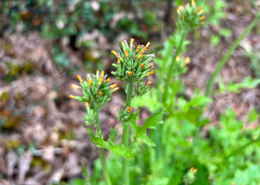 Weed Control: Getting Rid of Youngia False Hawksbeard Weeds