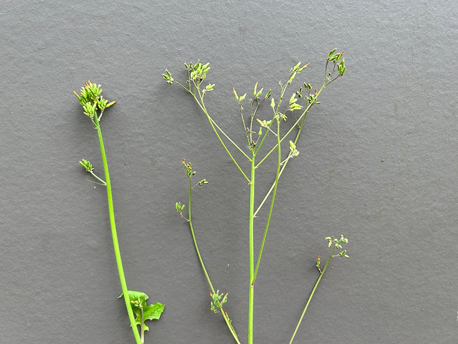 Weed Control: Getting Rid of Youngia False Hawksbeard Weeds