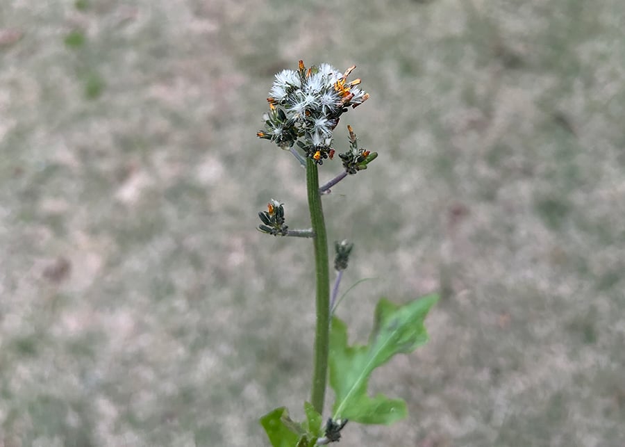 Weed Control: Getting Rid of Youngia False Hawksbeard Weeds