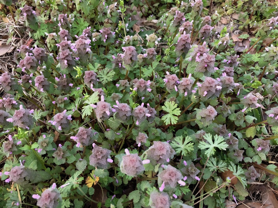Getting Rid of Dead Nettle & Henbit Weeds | Weed Control